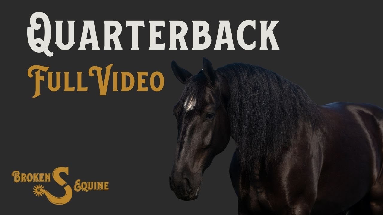 Quarterback - FULL VIDEO || Draft Cross || Friesian x Percheron - YouTube