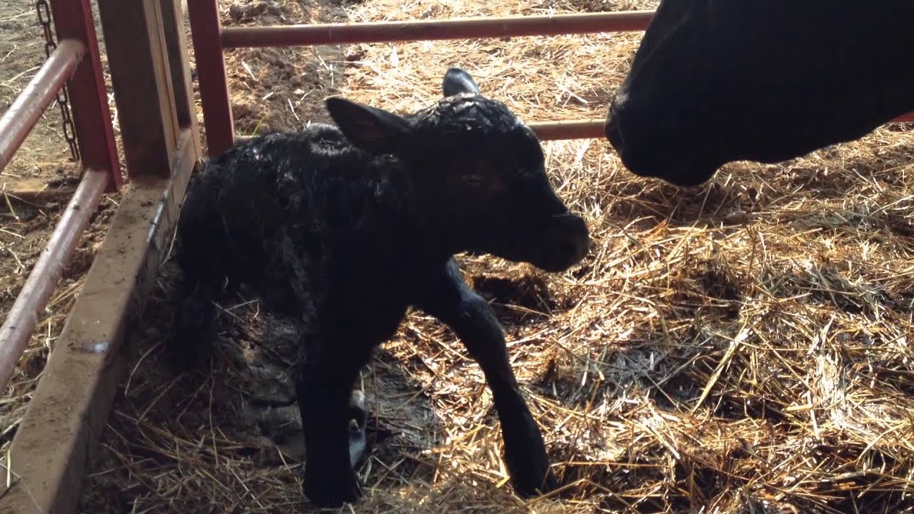 Twin Baby Angus Calves - YouTube