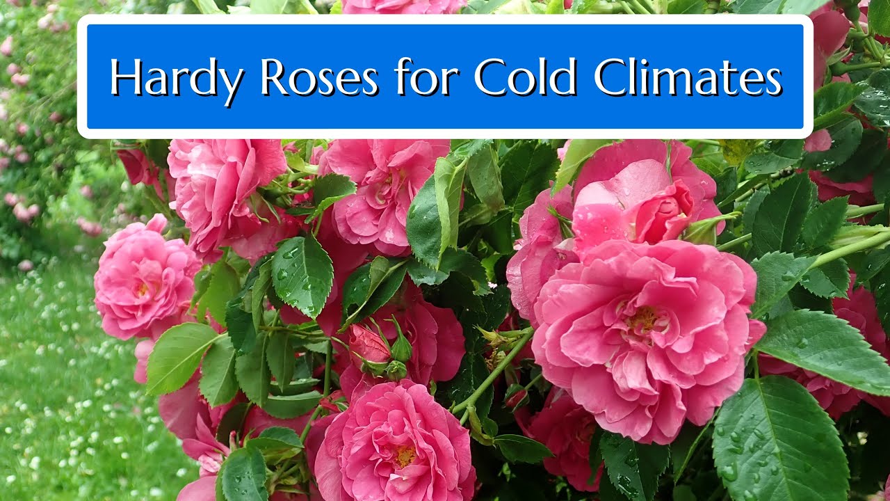 Hardy Roses for Cold Climates - YouTube