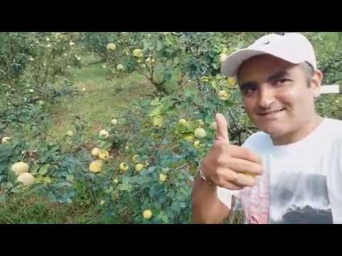 Você conhece a fruta Marmelo? Marmelópolis?