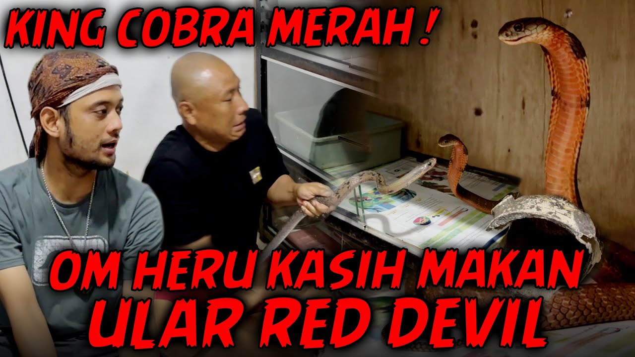 DIKASIH MANGSA ULAR HIDUP ! KING COBRA MERAH MALAH SERANG TANGAN OM ...