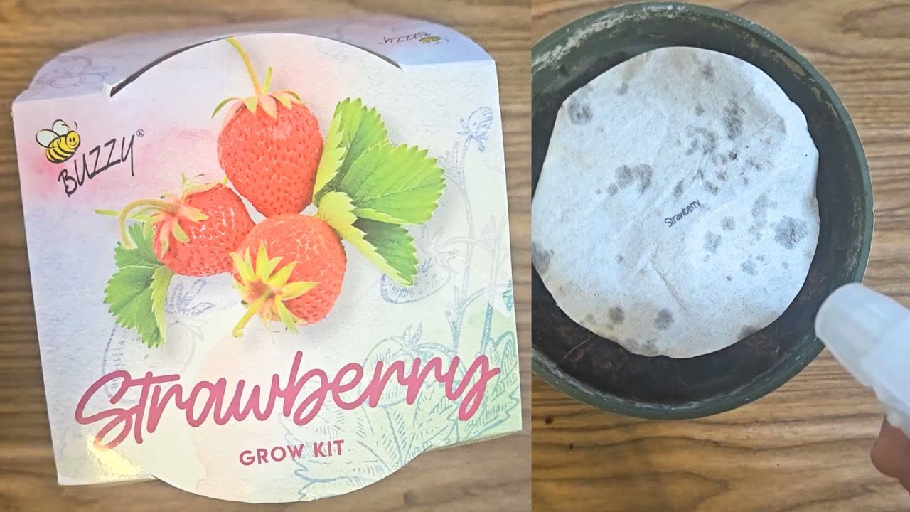Buzzy Strawberry Grow Kit 🍓 - YouTube