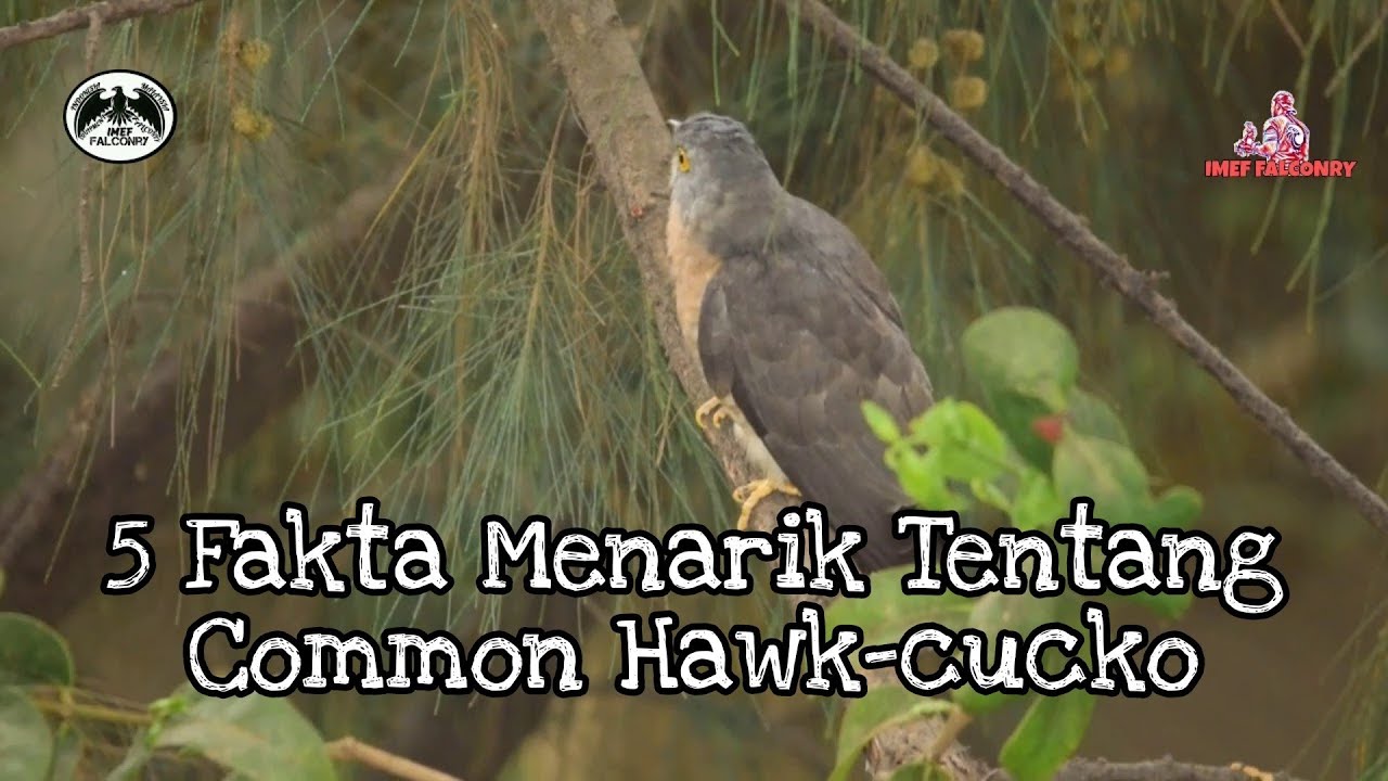 🔴 Common Hawk-Cuckoo / Kenali Jenis Helang - YouTube