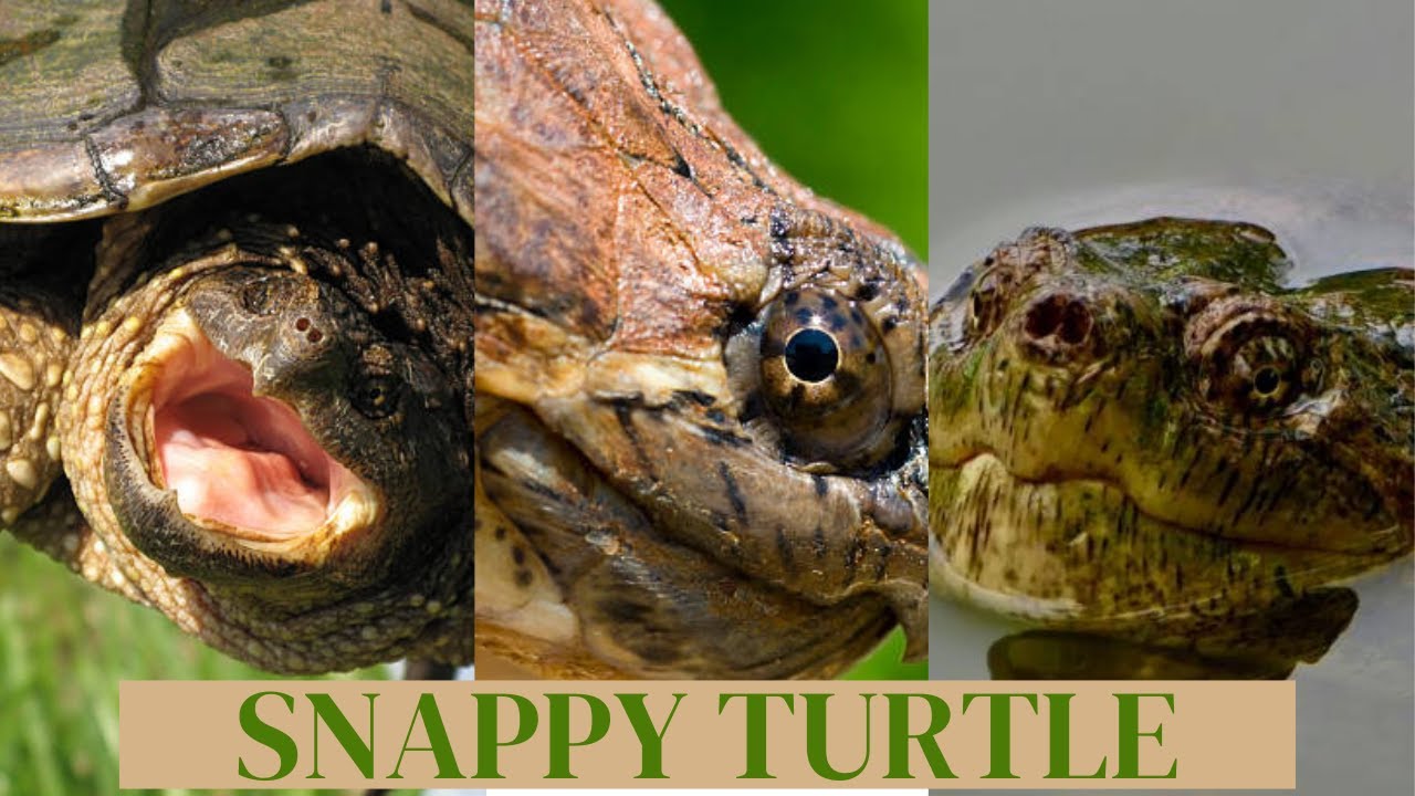 Snappy Turtle + Nature Sounds - YouTube