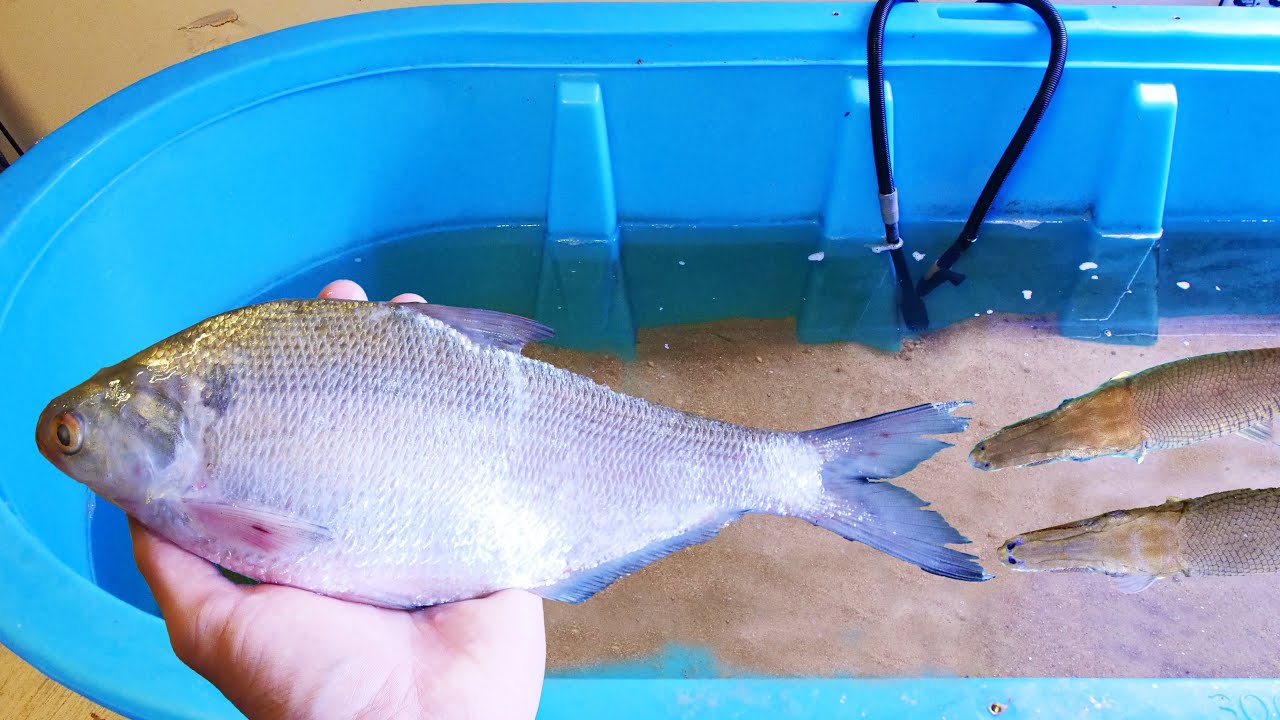 Giant Gizzard Shad Vs. Hungry Alligator Gar! - YouTube