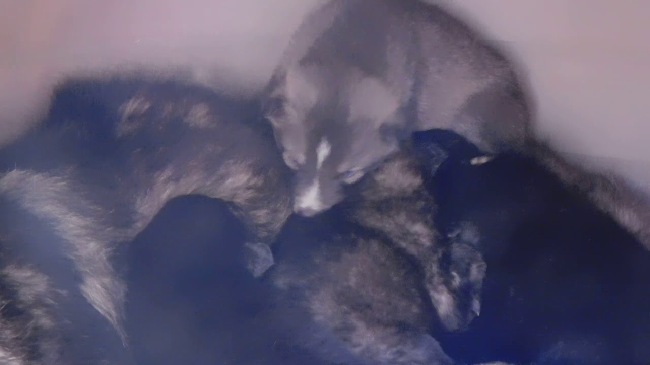 Wolf Dog Pups sleeping in the den - YouTube