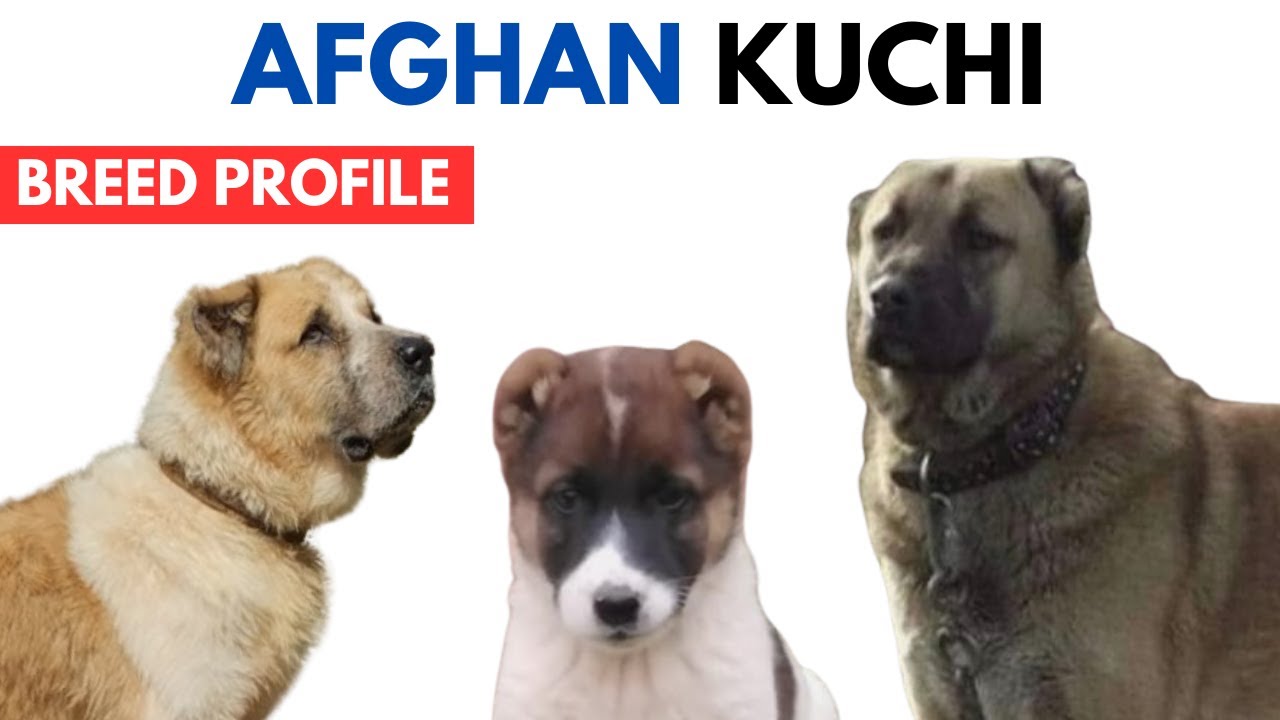 Afghan Kuchi Dog Breed Profile History - Price - Traits - Afghan Kuchi Dog Grooming Needs ...