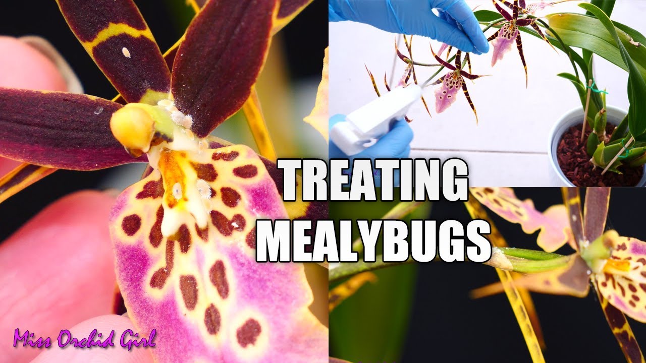 Mealybugs on my Orchids! - How I control them & save the flowers - YouTube