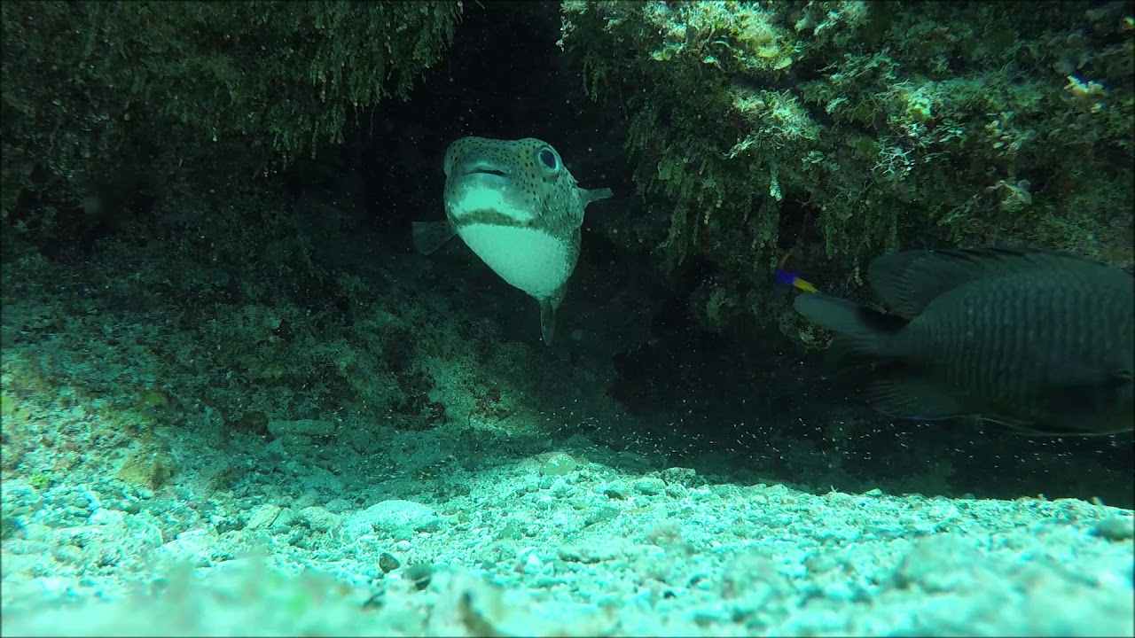 Puffer Fish in Cuba - YouTube