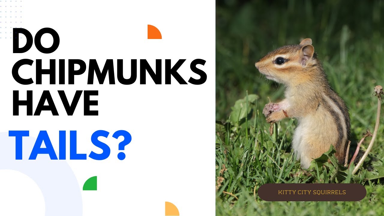 Do Chipmunks Have Tails? - YouTube