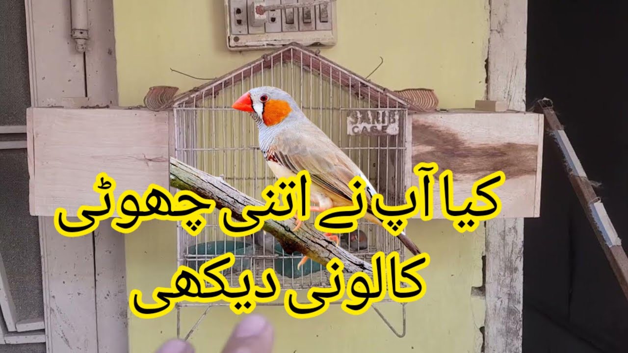 Mini finch bird aviary breeding setaup - YouTube