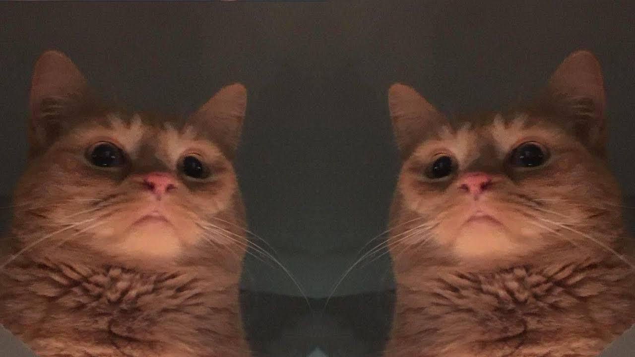 Pharmacology Concepts Explained in 7 Minutes | Example Pulmonary ...