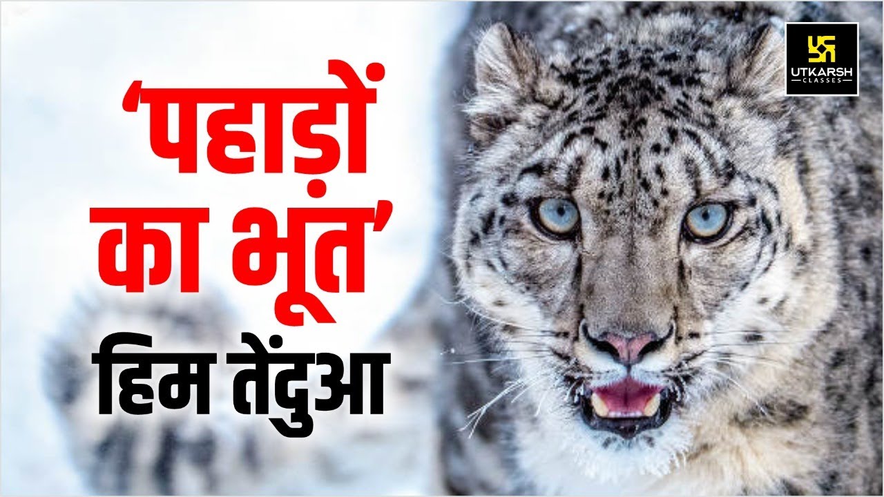Snow Leopard Conservation | हिम तेंदुआ संरक्षण | To The Point | UPSC ...