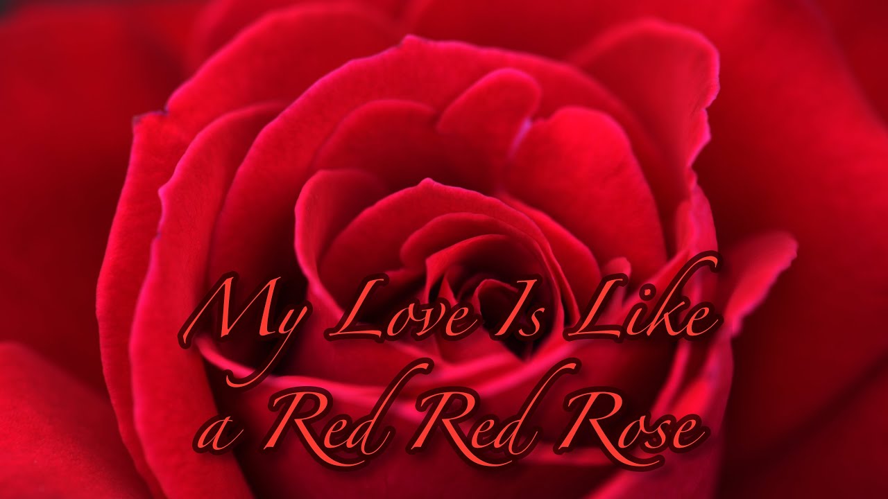 My Love Is Like a Red Red Rose - YouTube