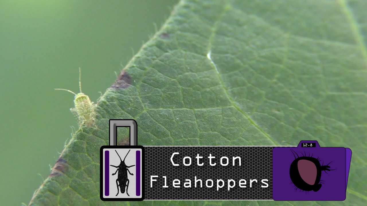 Insect Lockdown Pest Profiles: The Cotton Fleahopper - YouTube