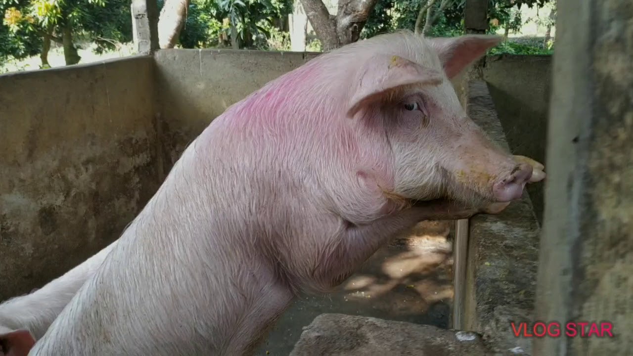 Pig Farm at Nadia in West Bengal,( 90km from Kolkata) - YouTube