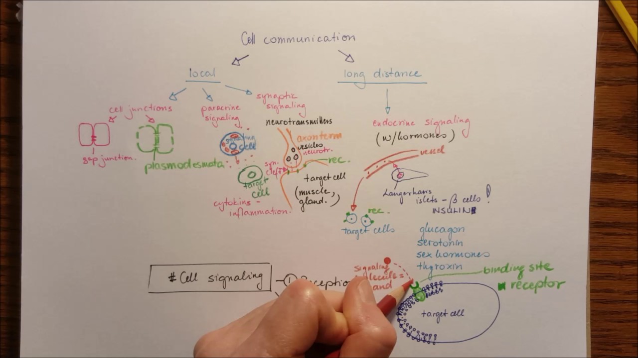 Cell signaling 1 Reception - YouTube