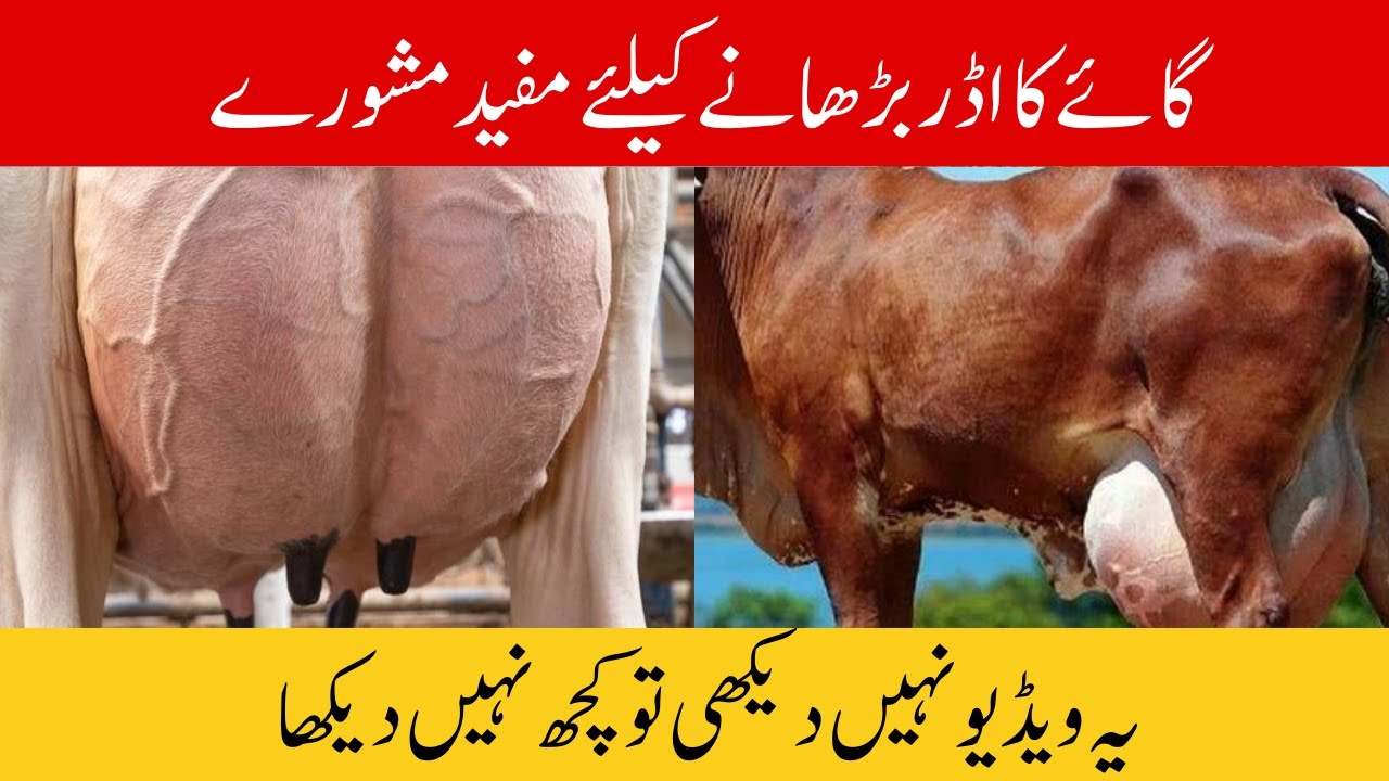 How To Increase Udder Size Of Cow | Tips To Increase Cow Udder Size ...