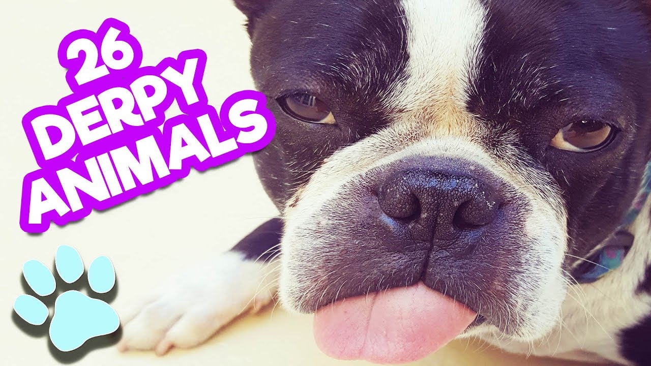 26 Derpy Animals You Will Love | Funny Animal Compilation | # ...