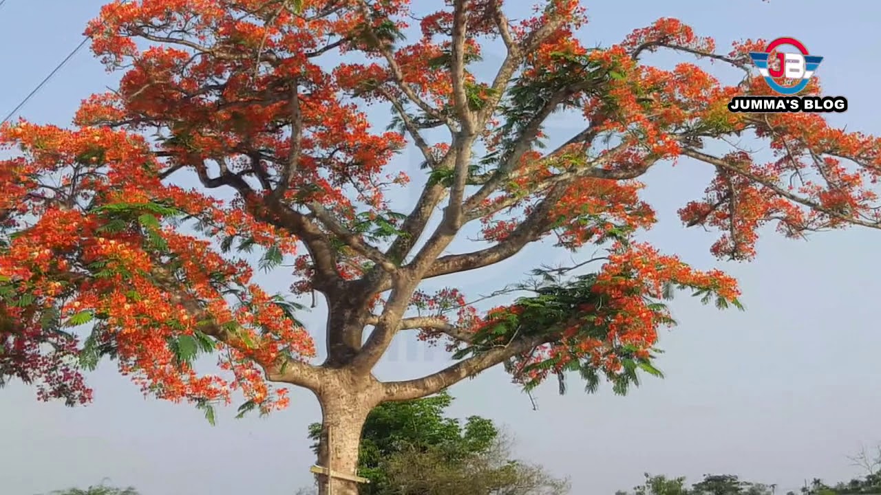 Awesome Flower of Fire কৃষ্ণচূড়া ফুল Krishnachura Delonix Regia Flame ...