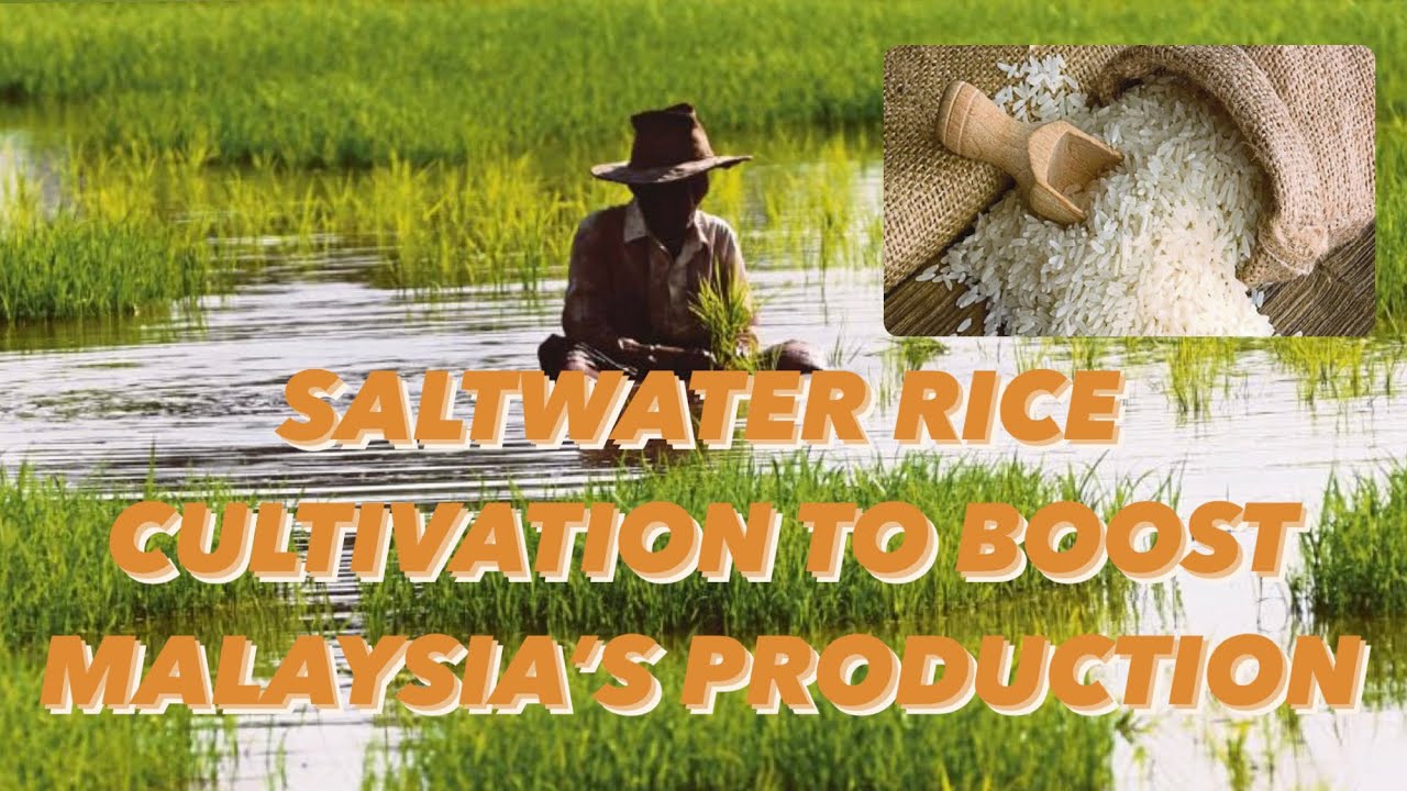 SALTWATER RICE CULTIVATION TO BOOST MALAYSIA’S PRODUCTION - YouTube
