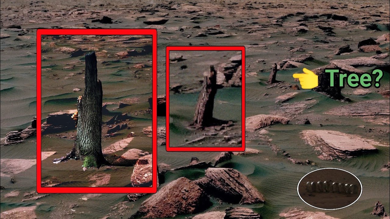 Mars Mystery: Strange Tree-Like Object Captured by NASA Mars Rover ...