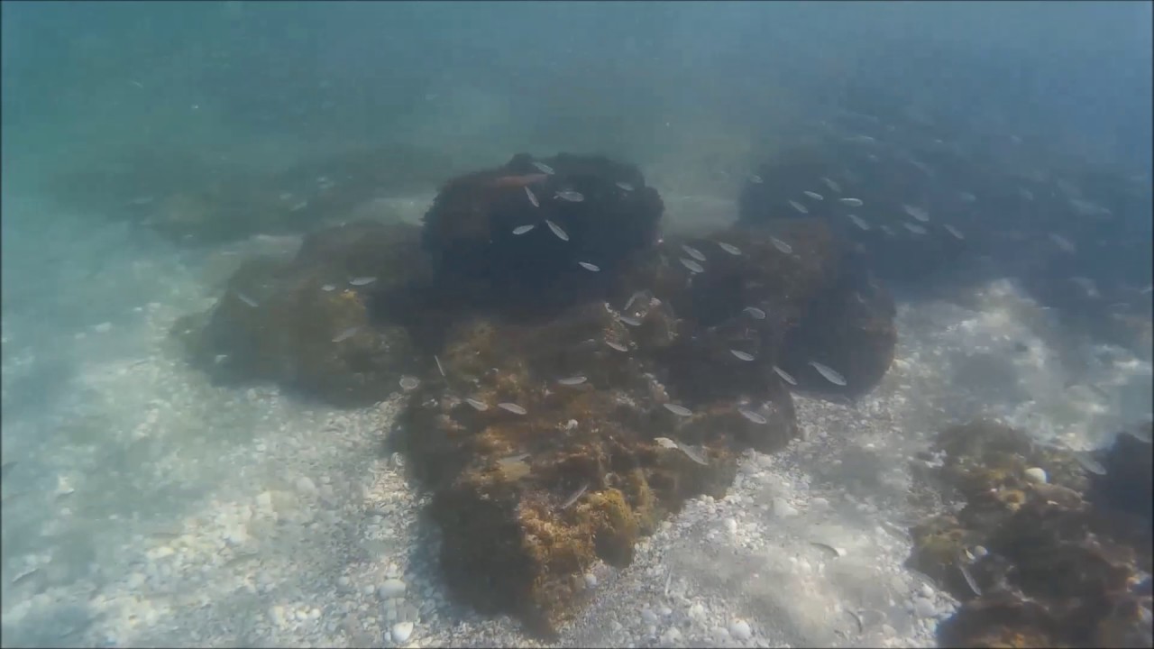 Snorkeling Caspersen Beach - YouTube