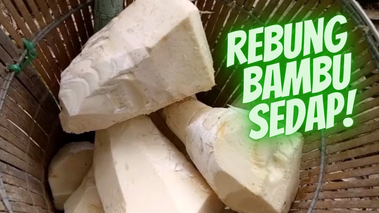 Cara Ambil Rebung Bambu | Bamboo Shoots - YouTube