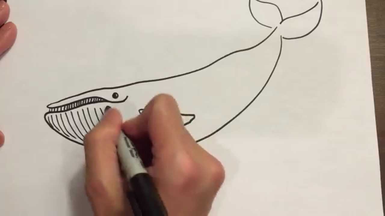 Draw A Whale - YouTube