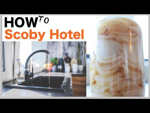 How To: Scoby Hotel - YouTube