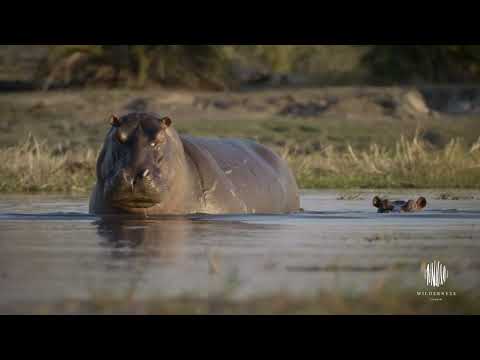 Zambia | Africa's Untamed Safari Destination