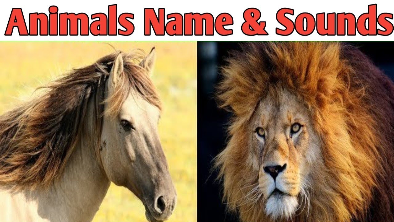 Animal Sounds for Children | Animals name with pictures and Sounds ...
