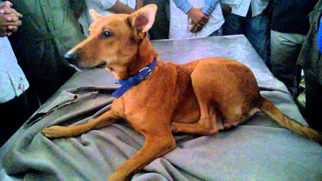 canine distemper in dog with symptoms and treatment - YouTube