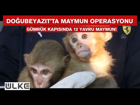 Gürbulak Gümrük Kapısı'nda yakalanan maymunlar Gaziantep'teki hayvanat bahçesine gönderildi