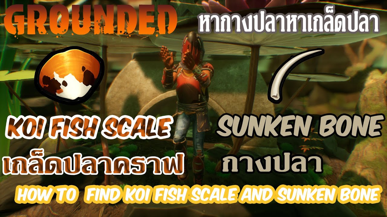 grounded - location koi fish scale and sunken bone จุดหาเกล็ดปลาจุดหา ...