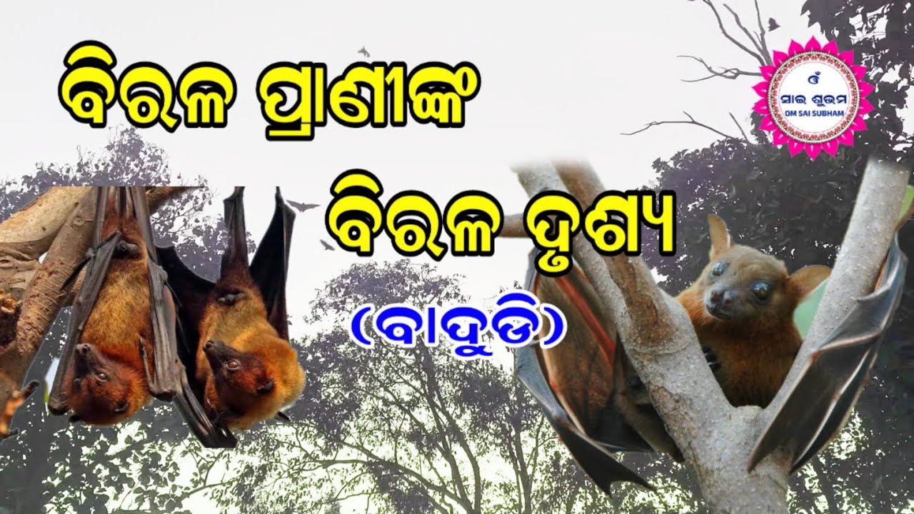 Badudi ,The Bat Bird Kandhamal odisa Forest||ବିରଳ ପ୍ରାଣୀଙ୍କ ବିରଳ ଦୃଶ୍ୟ ...