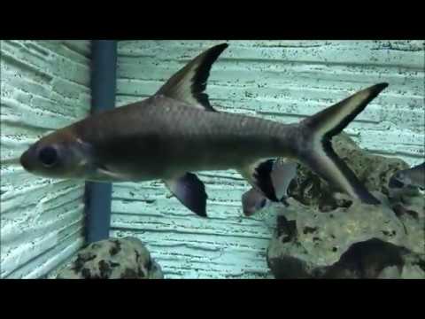 Haibarbe + Prachtschmerle - YouTube