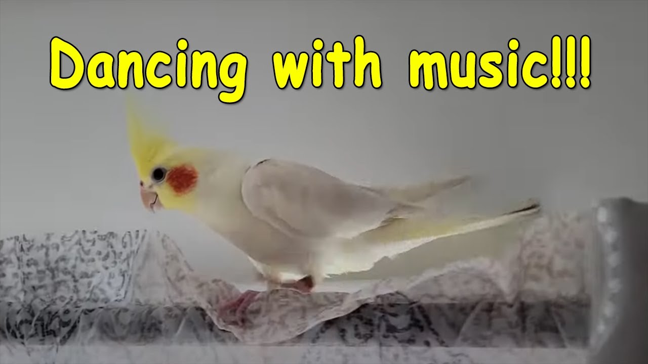Dancing!!! (Cockatiel Bird) #bird #cockatiel #parrot #pet #cockatoo # ...