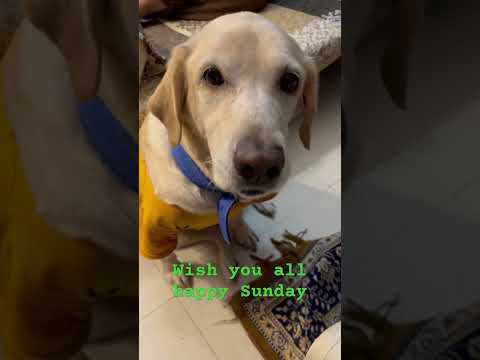 Happy Sunday #doglover #labradorretriever #labrador #dogshorts - YouTube