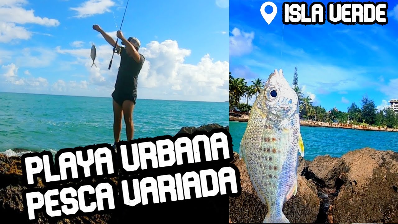 Muchos peces en playa urbana | Piques de peces diferentes | Blue ...