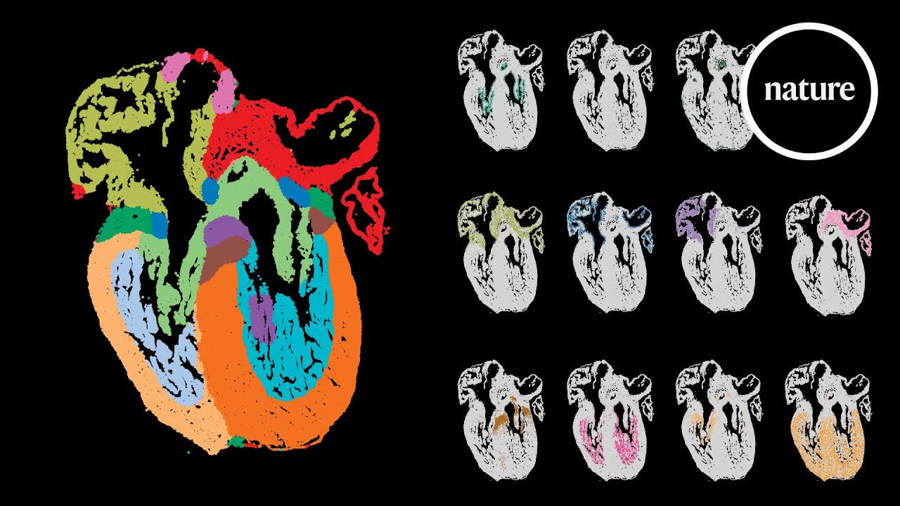 Building a heart atlas - YouTube