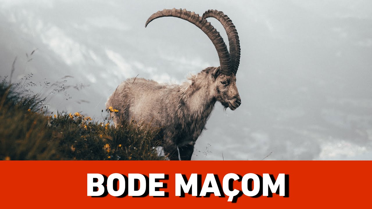 O bode é cultuado (ou sacrificado) na MAÇONARIA? | Paulo Onofre (EX ...