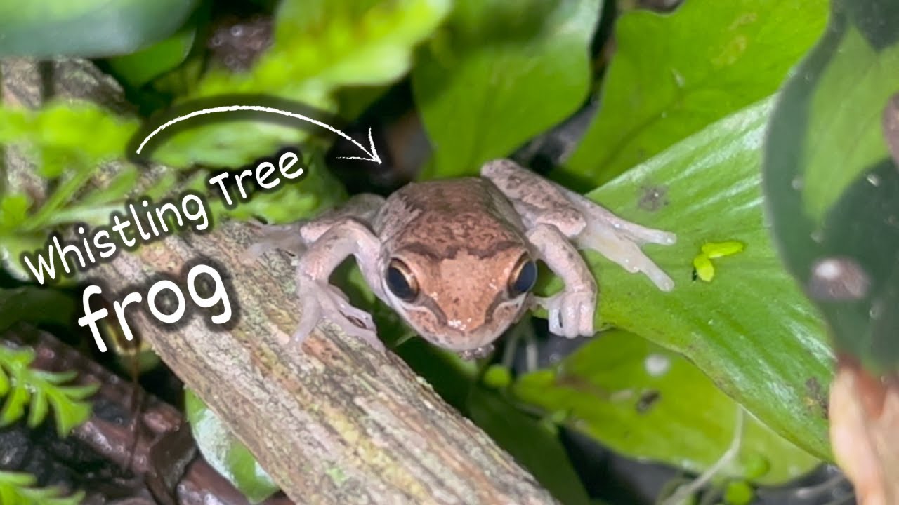 Cute Little Tree Frog Eating! - YouTube