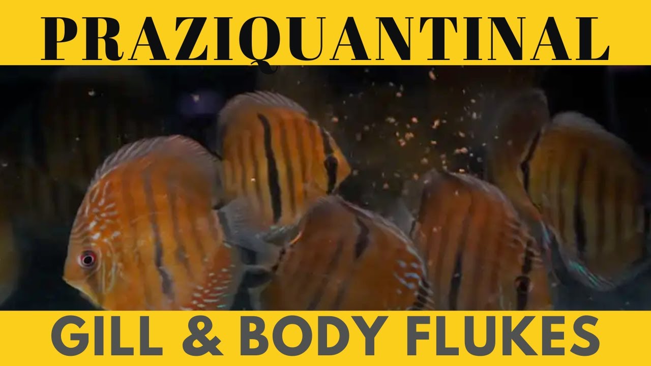 How to Effectively Treat for Gill and Body Flukes in Discus | Sheller ...