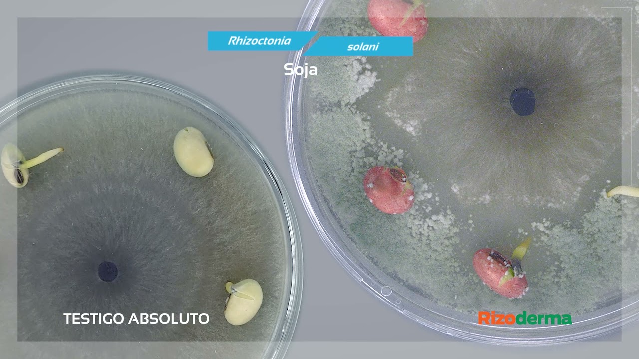 #RizodermaTimeLapse - Episodio 1 - Rizoderma vs. Rhizoctonia Solani ...