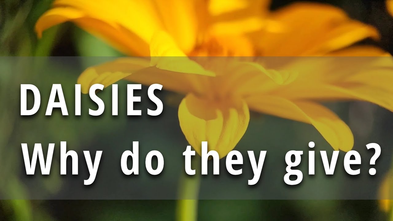 Why do they give daisies - Magic flower - the language of flowers - YouTube