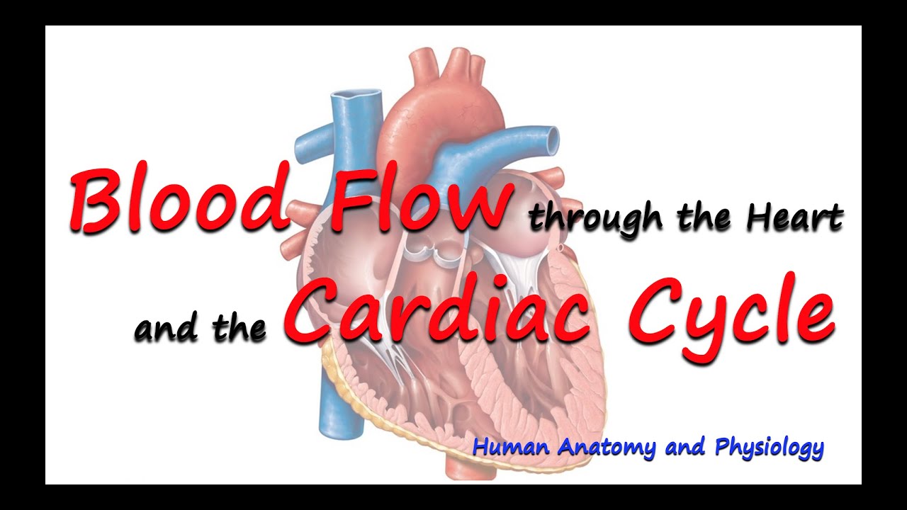 Cardiac Cycle and Blood Flow - Anatomy and Physiology - YouTube
