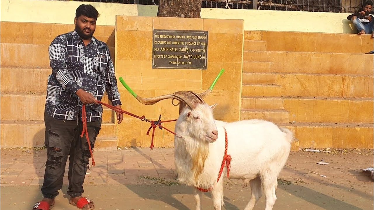 The Biggest Horned Sannean Goat Boss At GK Goat Farm Mumbai. - YouTube