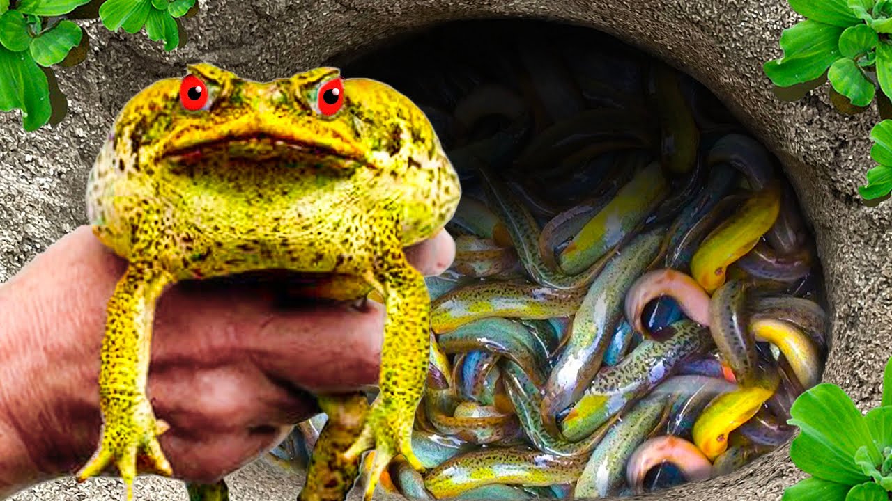 Catch Fancy Ornamental Frogs In Tiny Pond, Ping Pong Pearl Fish, Pencil ...