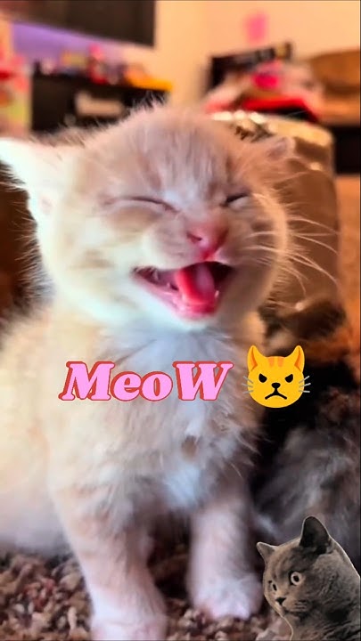 The Language of Meow: Decoding Cats #cat #cats #shorts - YouTube